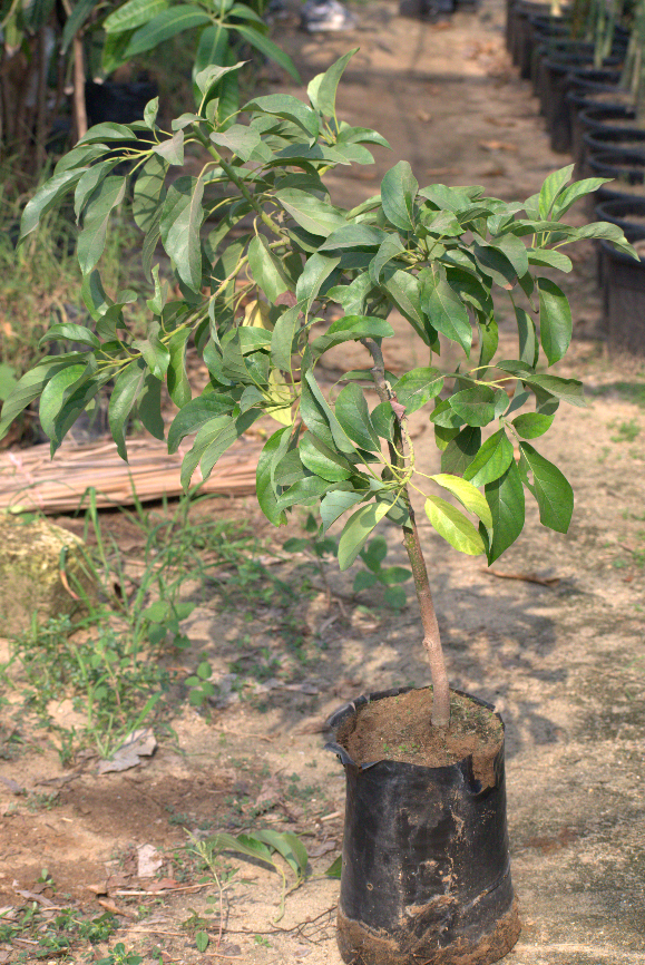 Avocado Hass Seedling – Qamhawey Shop