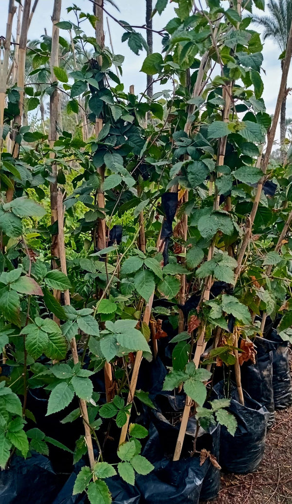 BlackBerry Seedling – Qamhawey Shop