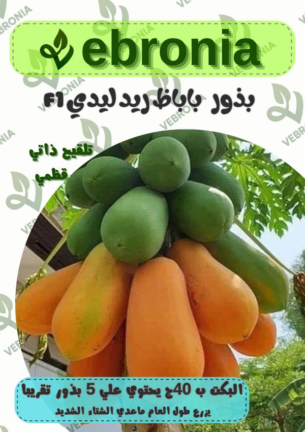 Red Lady Papaya Seeds – Qamhawey Shop