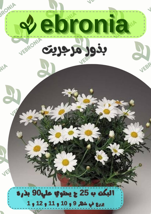 Margaret seeds – Qamhawey Shop