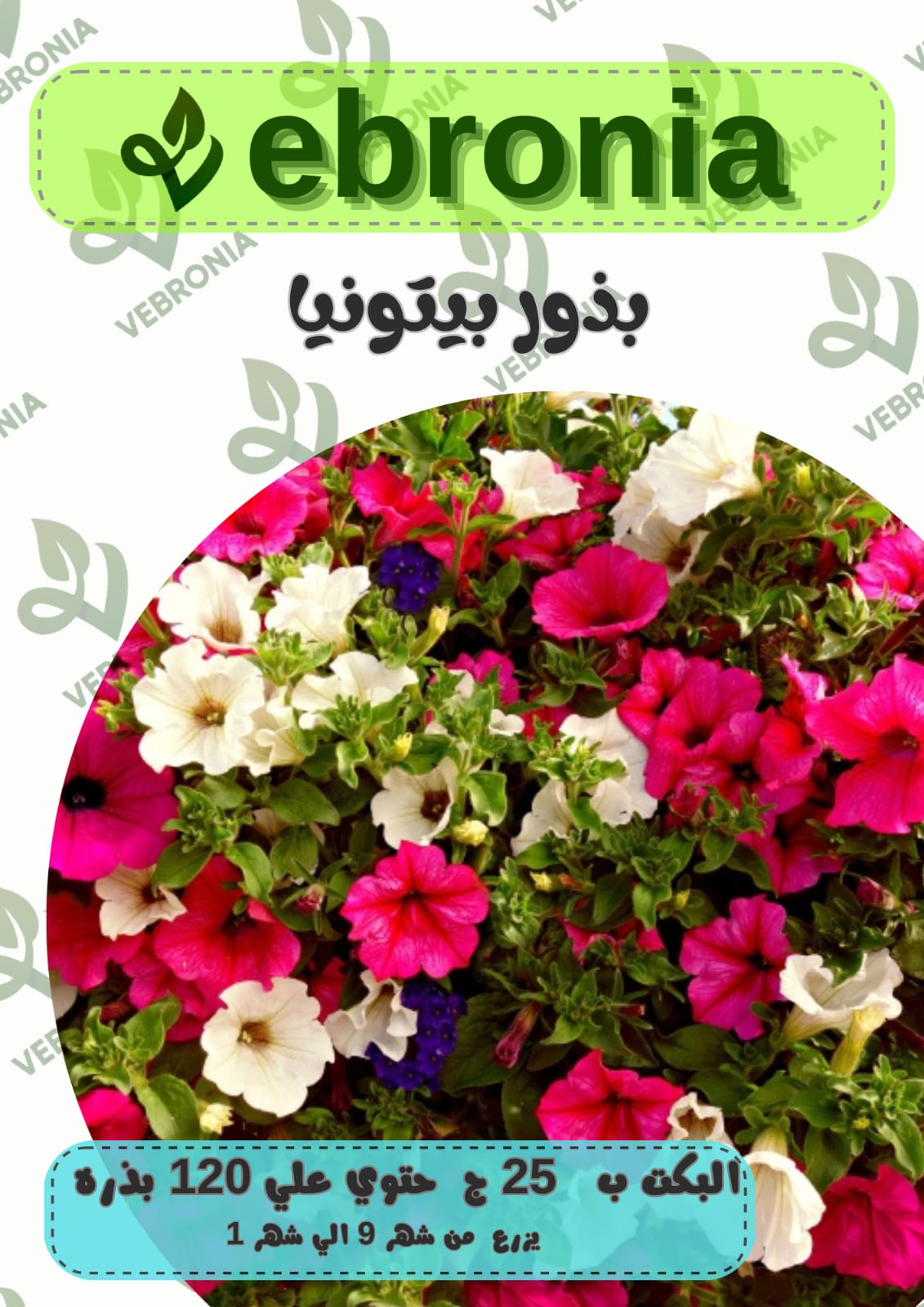 Petunia seeds – Qamhawey Shop