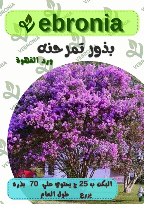 Lagerstroemia indica seeds (coffee rose) – Qamhawey Shop