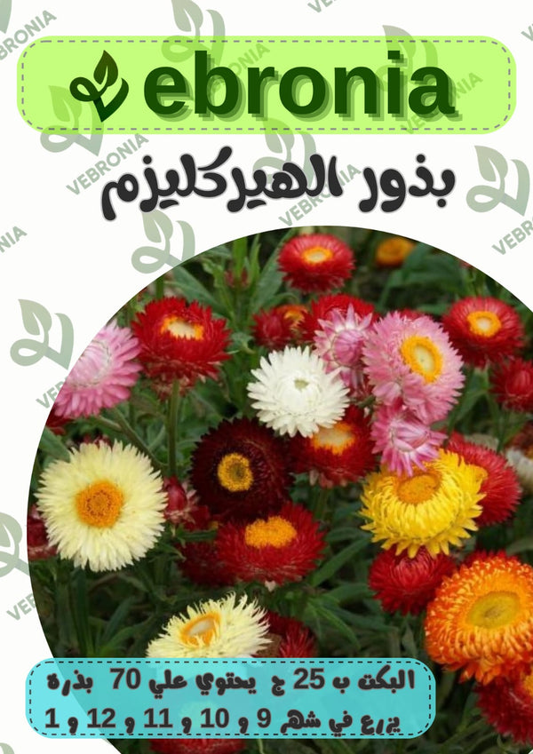 Heraclisum seeds – Qamhawey Shop