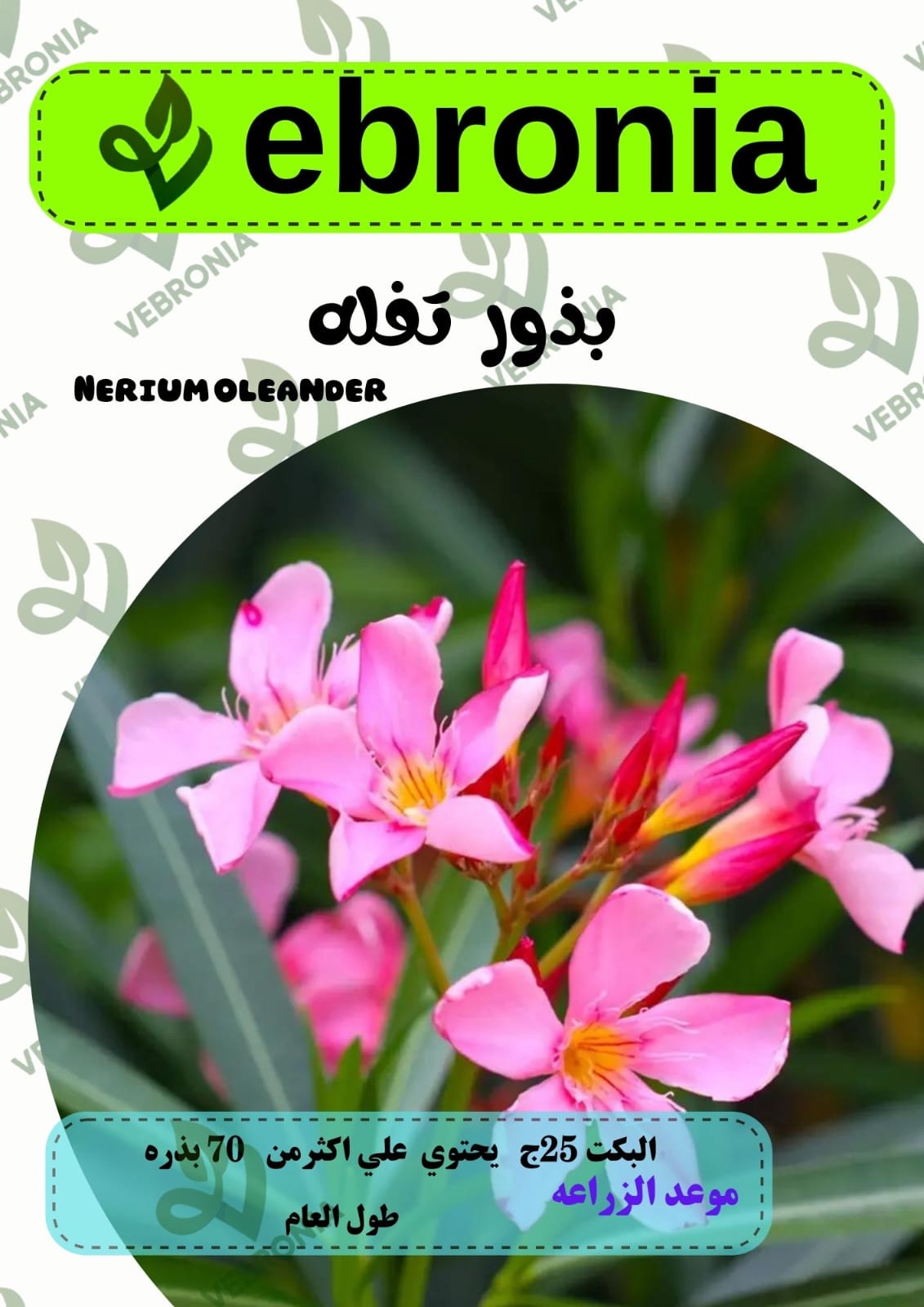 Nerium oleander seeds – Qamhawey Shop