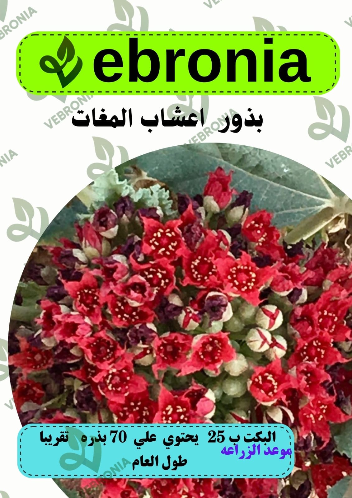 Maghat herbs seeds – Qamhawey Shop