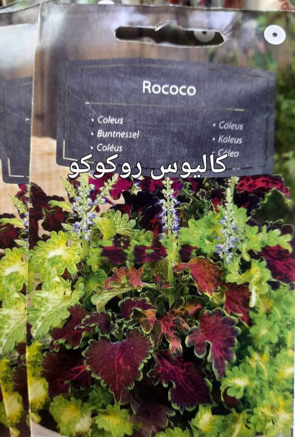Rococo Flower seeds – Qamhawey Shop